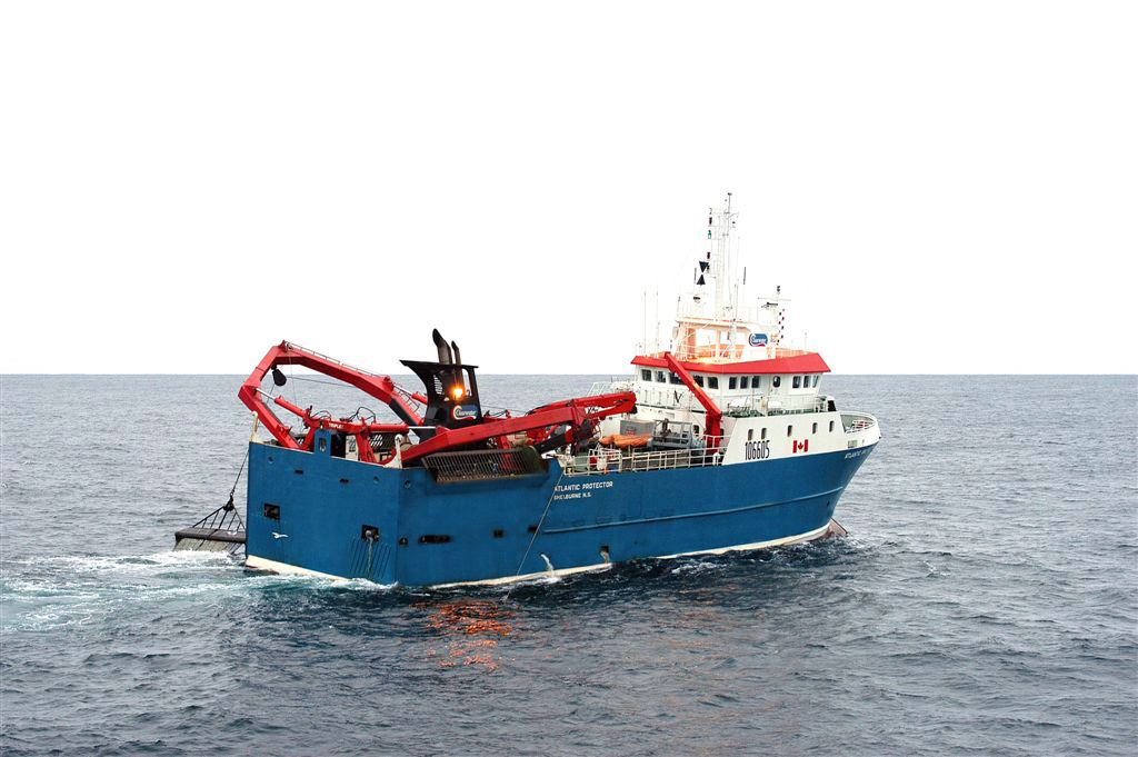 Sea Scallops - Clearwater